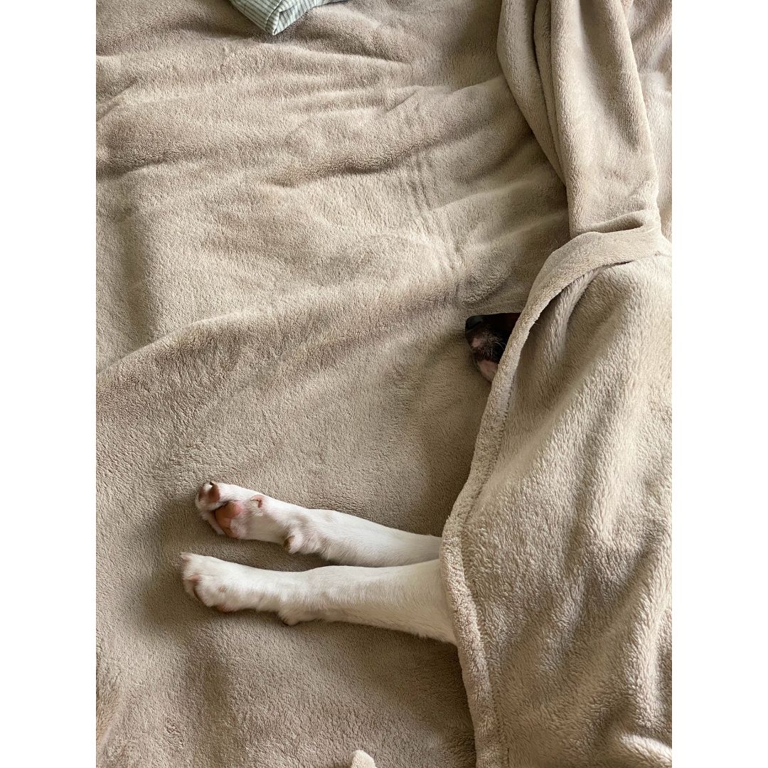 How To Tell If Your Pet Has Allergies - Paws of Pleasanton Animal Hospital